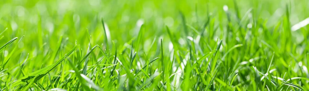 Graszaden – Geerits – Mulders AVEVE
